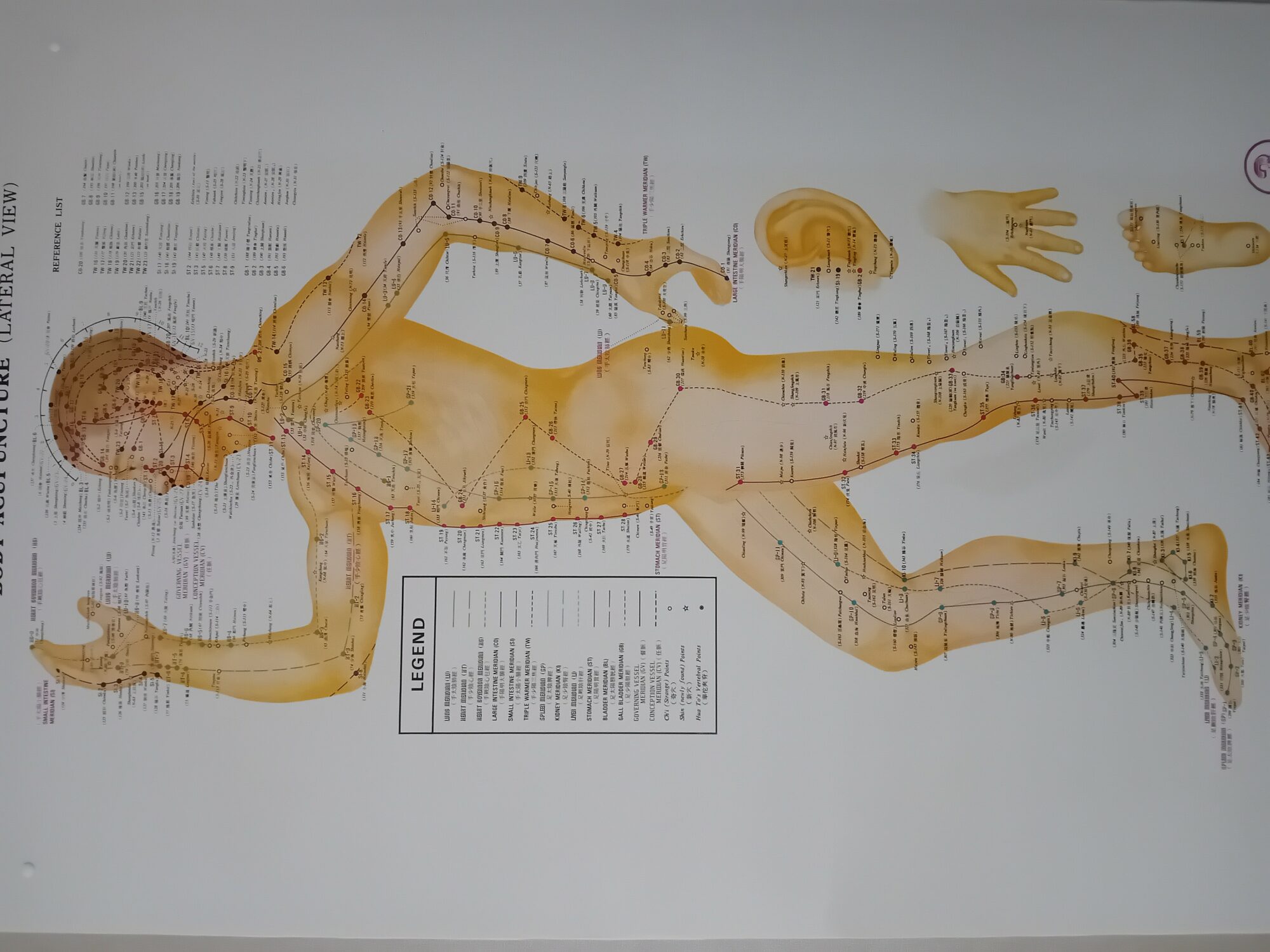 Meridianen - Nek en Schouder klachten